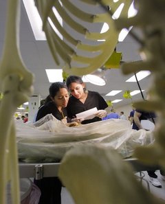 Anatomy laboratory with cadavers - Pilates Association Australia